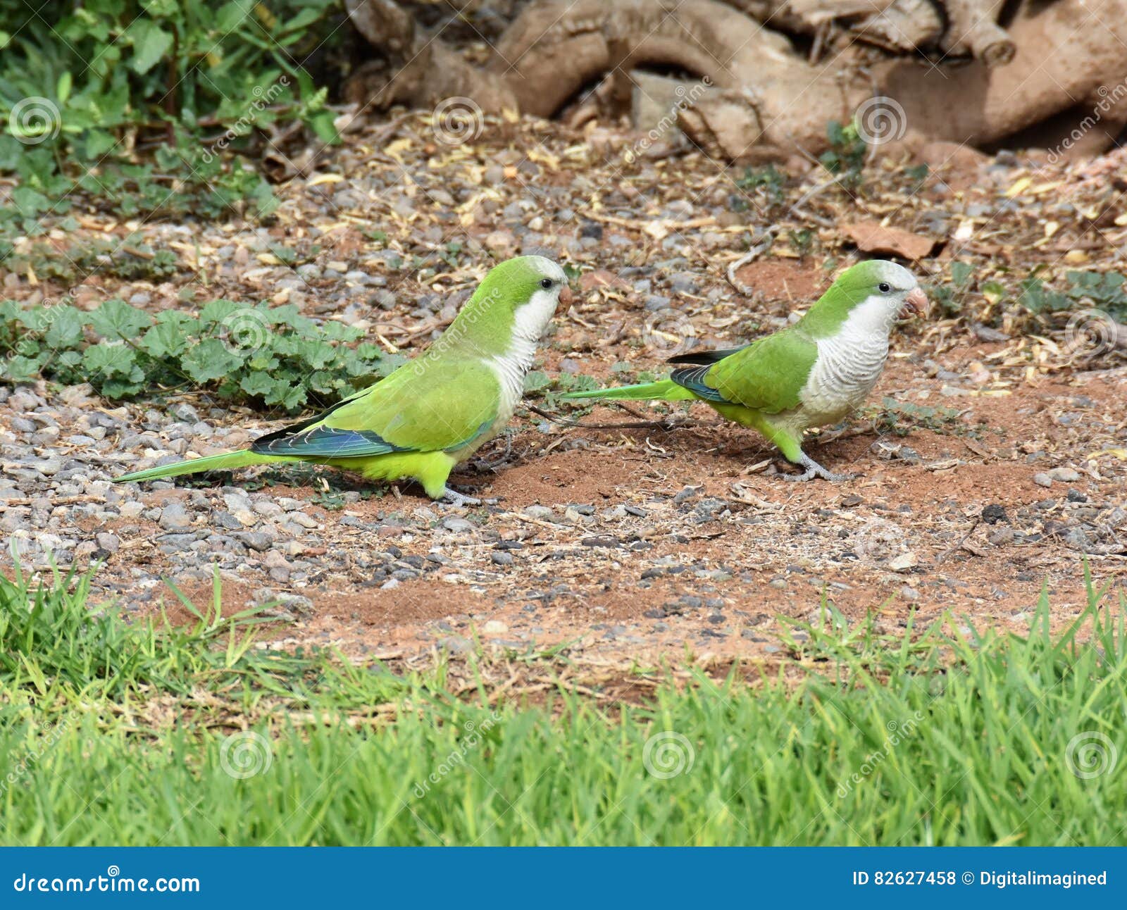 Wild monk parakeets stock photo. Image of birdwatching - 82627458