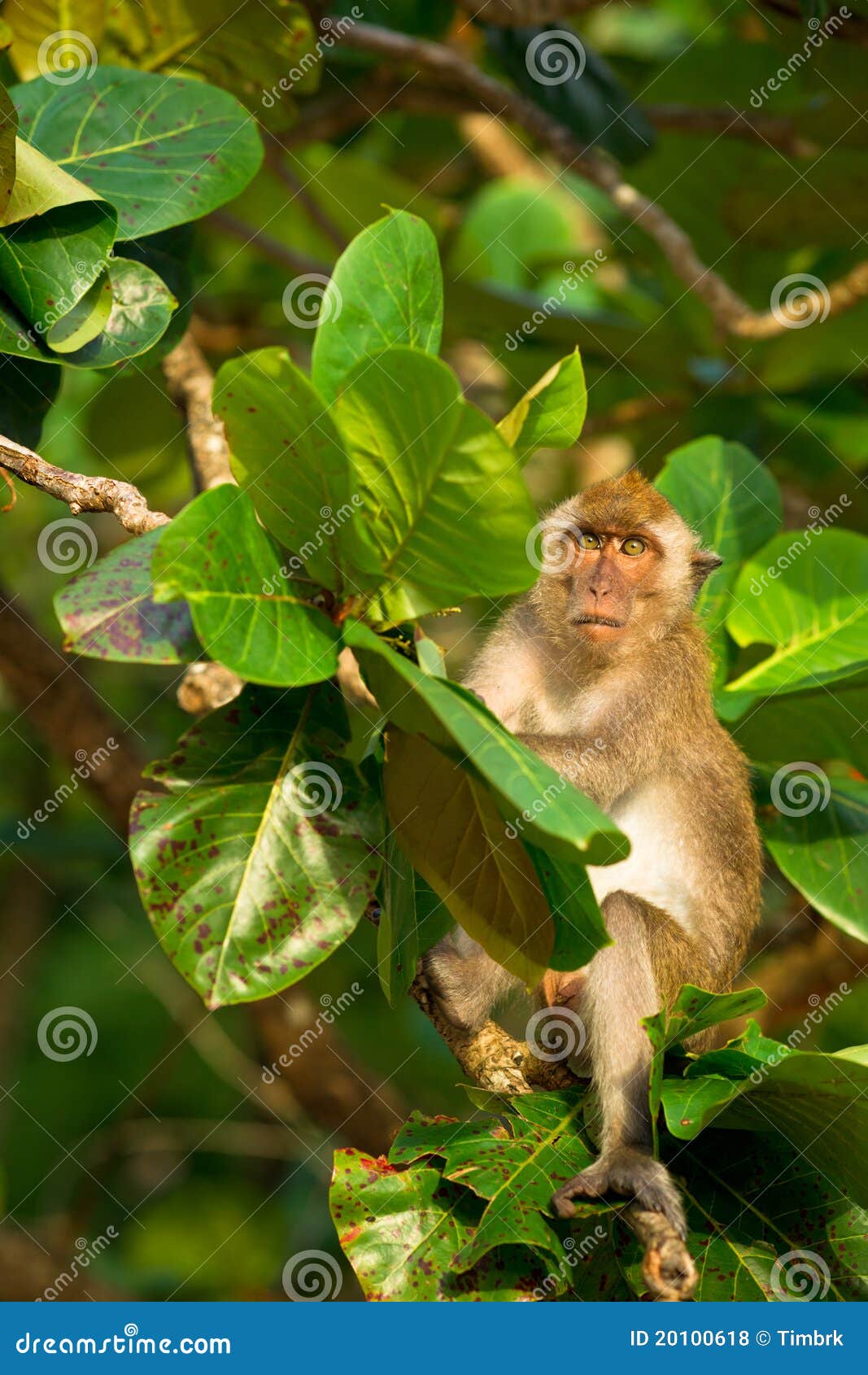 Wild monkey stock photo. Image of monkey, leaves, animal - 20100618