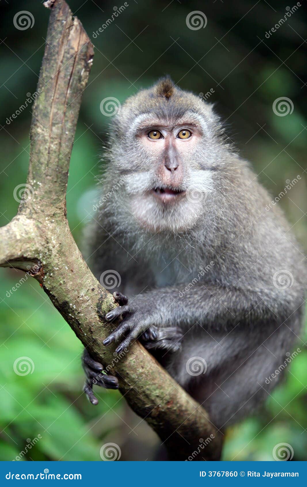 Wild monkey stock photo. Image of animal, asia, branch - 3767860