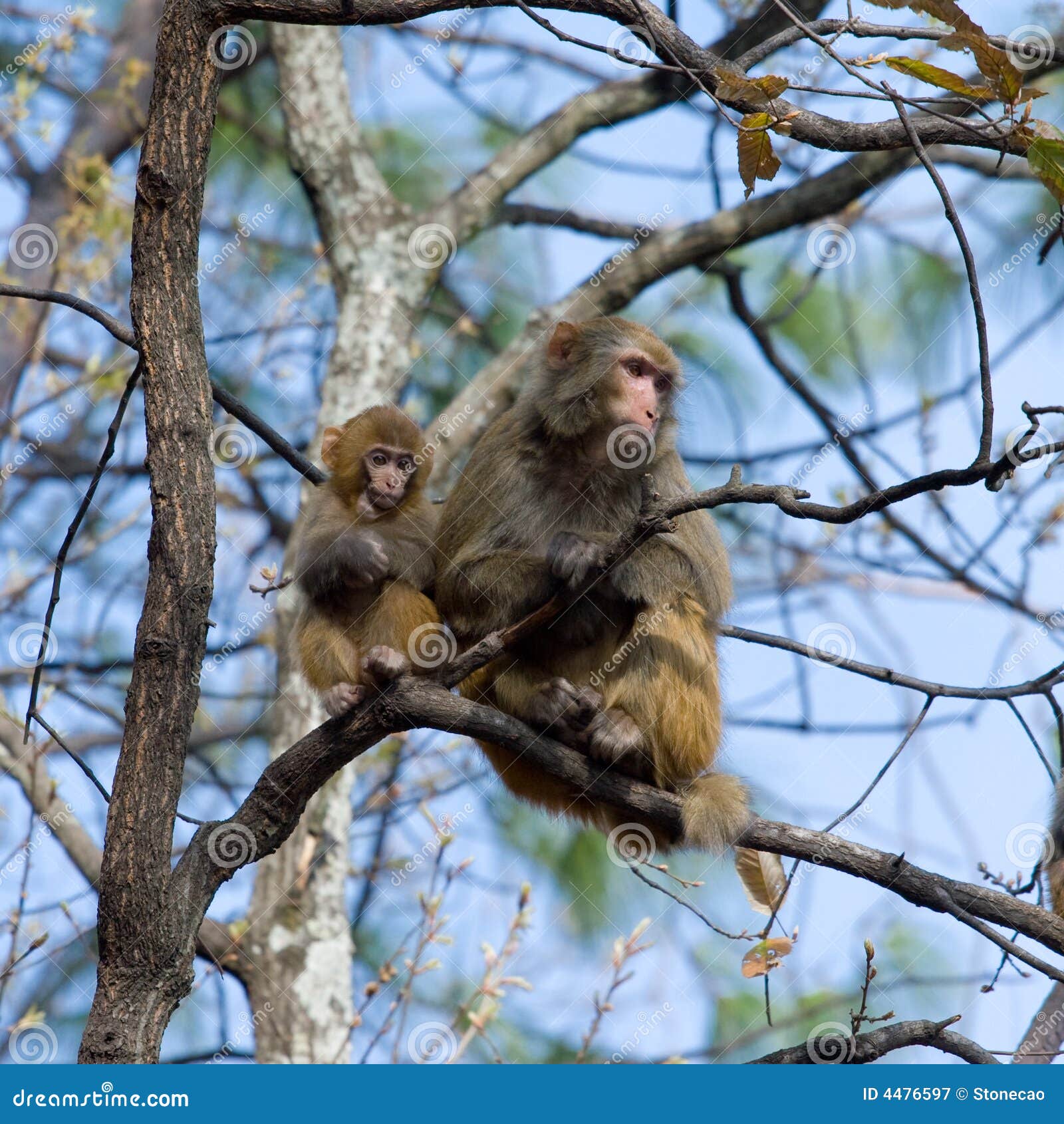 Wild monkey stock image. Image of grimace, mammals, hairy - 4476597