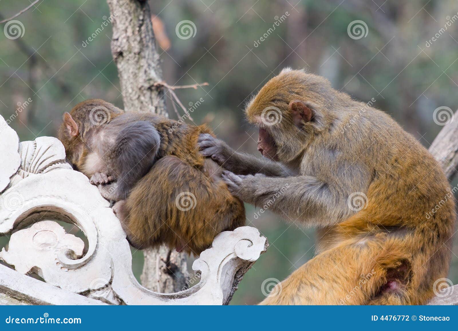 Wild monkey stock photo. Image of group, monkey, jungle - 4476772