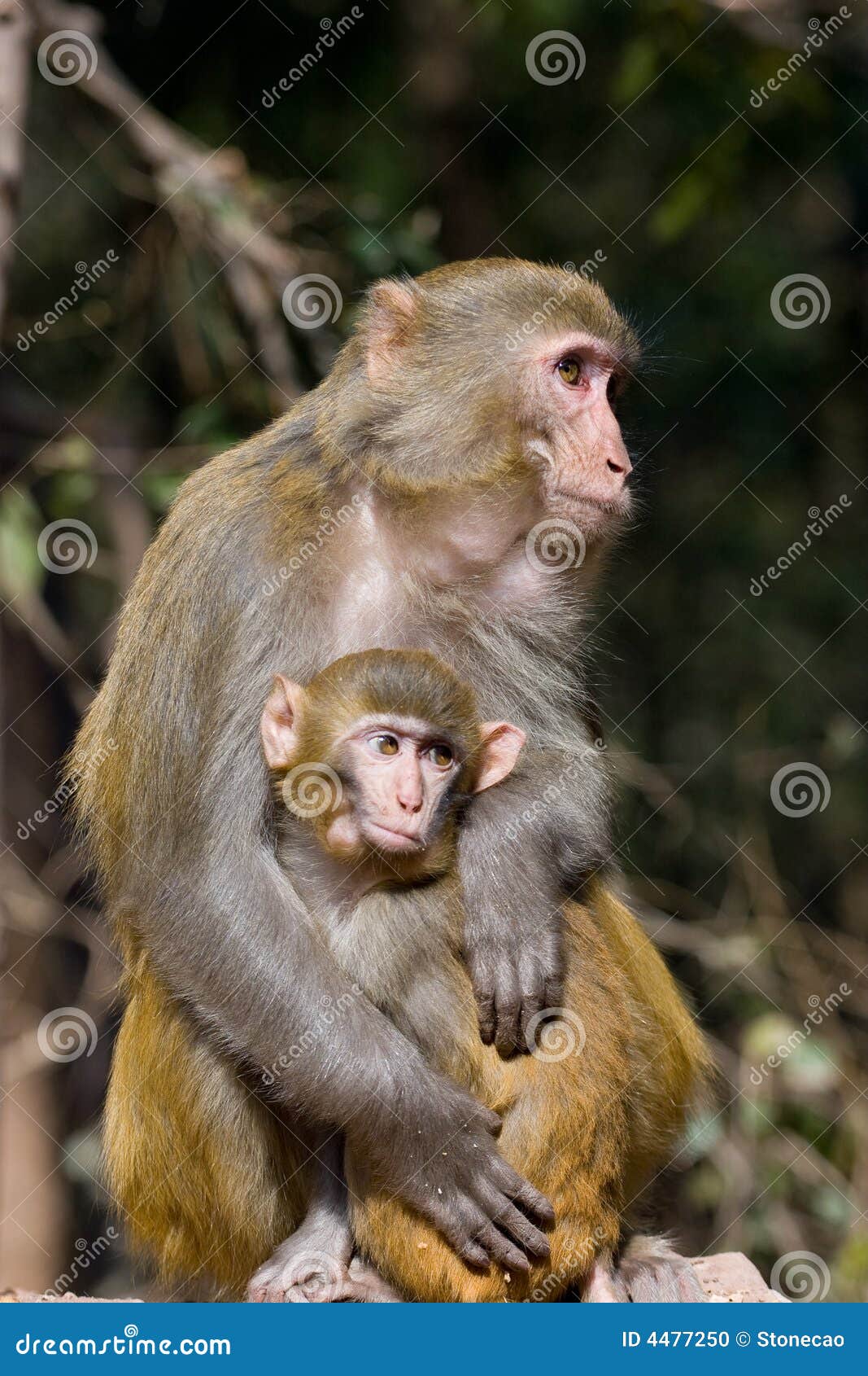 Wild monkey stock photo. Image of endangered, creature - 4477250