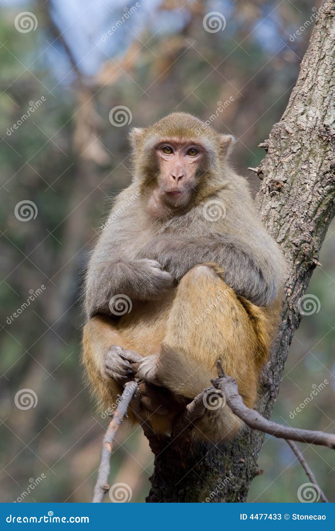 Wild monkey stock image. Image of cute, monkey, primate - 4477433