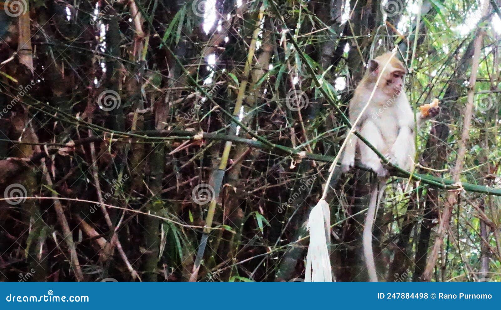 Wild Monkey on the Bamboo Tree Stock Photo - Image of cute, monkey ...