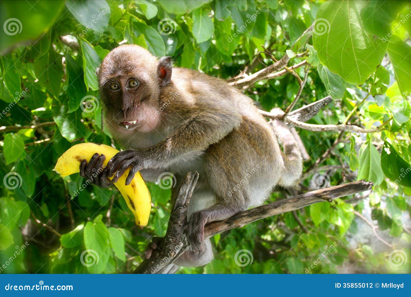 Wild monkey with banana stock photo. Image of holidays - 35855012
