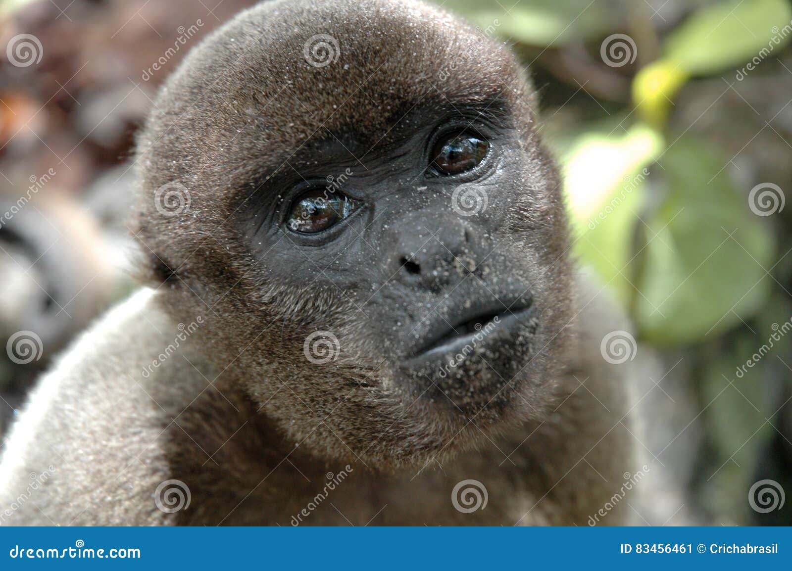 Wild Monkey Brazil stock image. Image of primate, macaco - 83456461