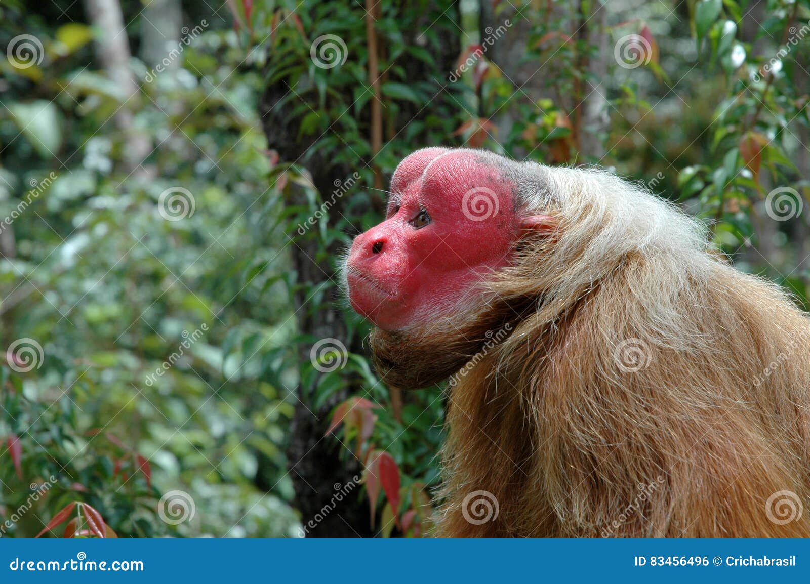 Wild Monkey Brazil stock photo. Image of tree, amazonas - 83456496