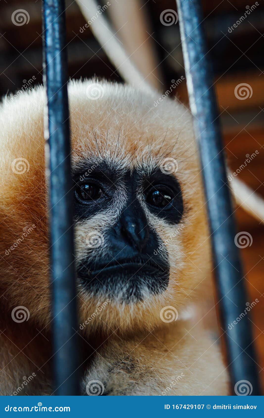 Wild Monkey in Captivity in Zoo Cage Stock Image - Image of black ...