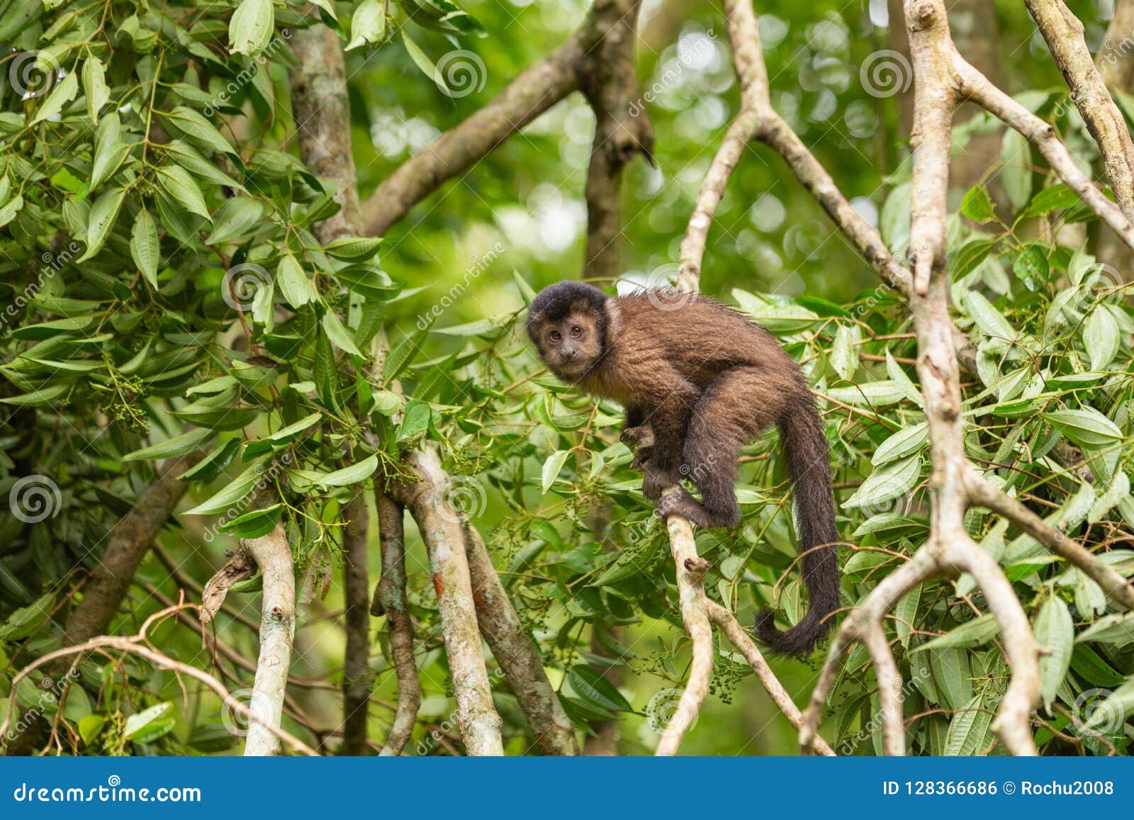 Wild Monkey Capuchin in the Rainforest Stock Photo - Image of wild ...
