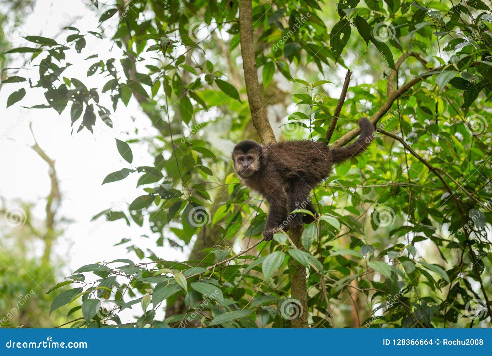 Wild Monkey Capuchin in the Rainforest Stock Photo - Image of nature ...