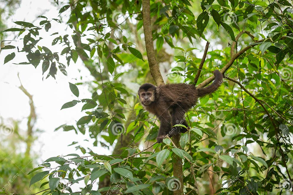 Wild Monkey Capuchin in the Rainforest Stock Photo - Image of nature ...