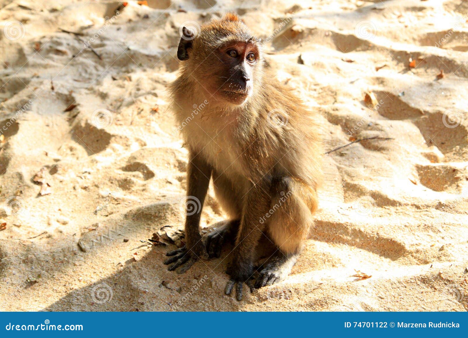 Wild Monkey stock photo. Image of beautiful, macaques - 74701122