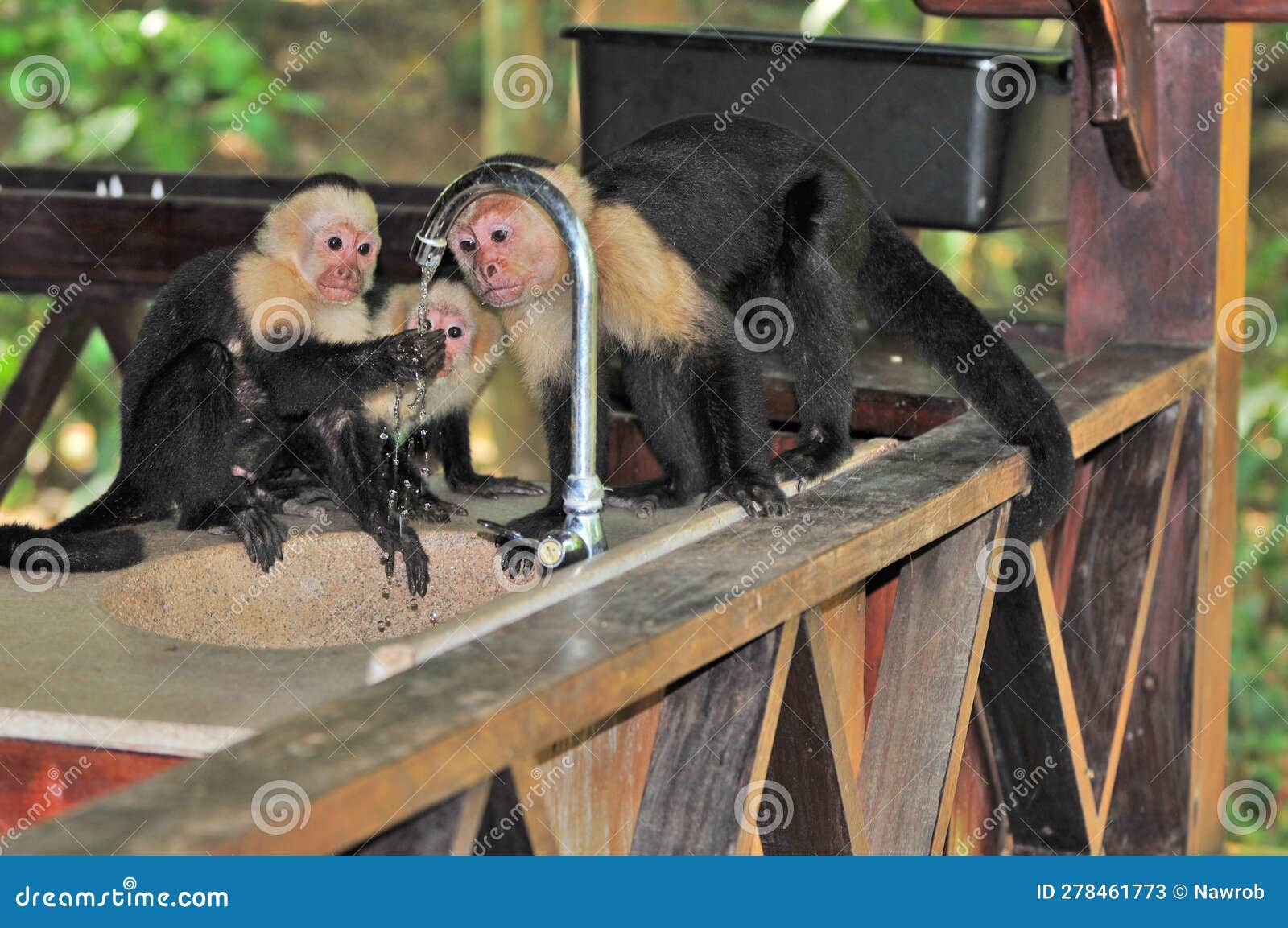 Wild Monkey Drinking Tap Water Editorial Stock Photo - Image of animal ...