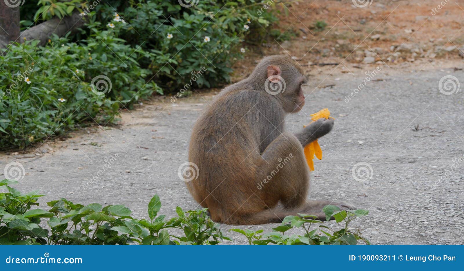 Wild monkey eat the mango stock image. Image of fruit - 190093211