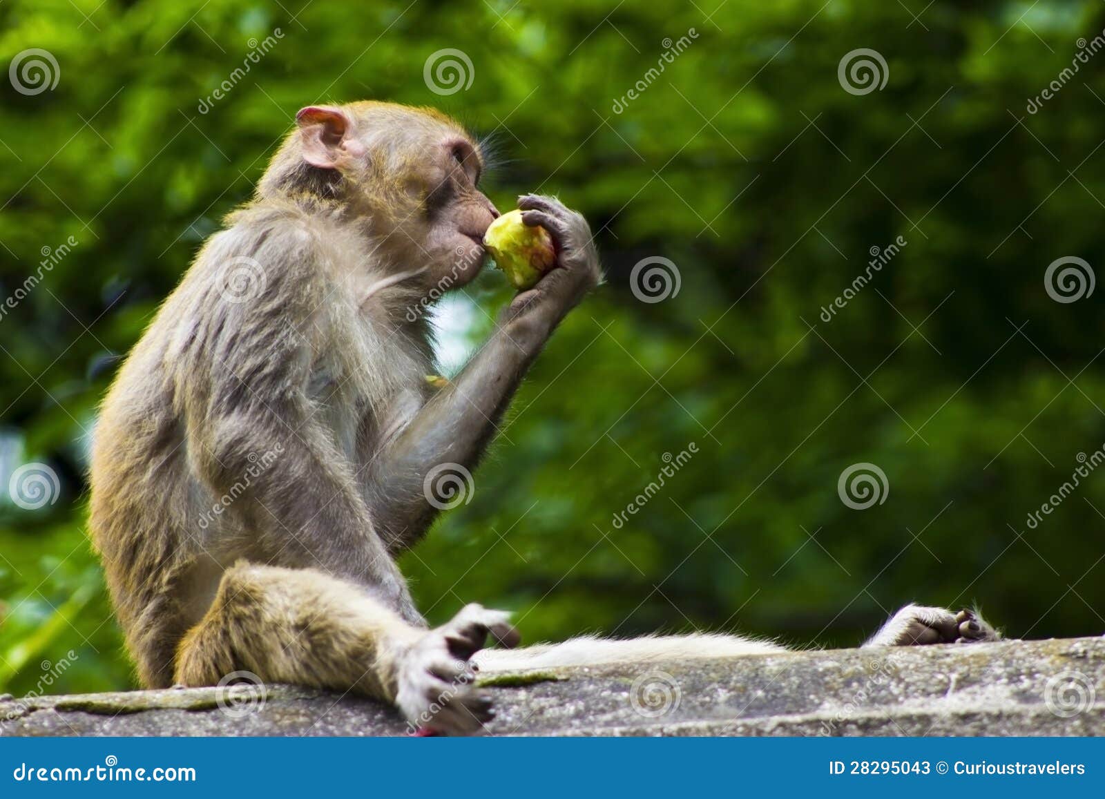 Wild Monkey Eating Fruit stock image. Image of cute, guizhou - 28295043