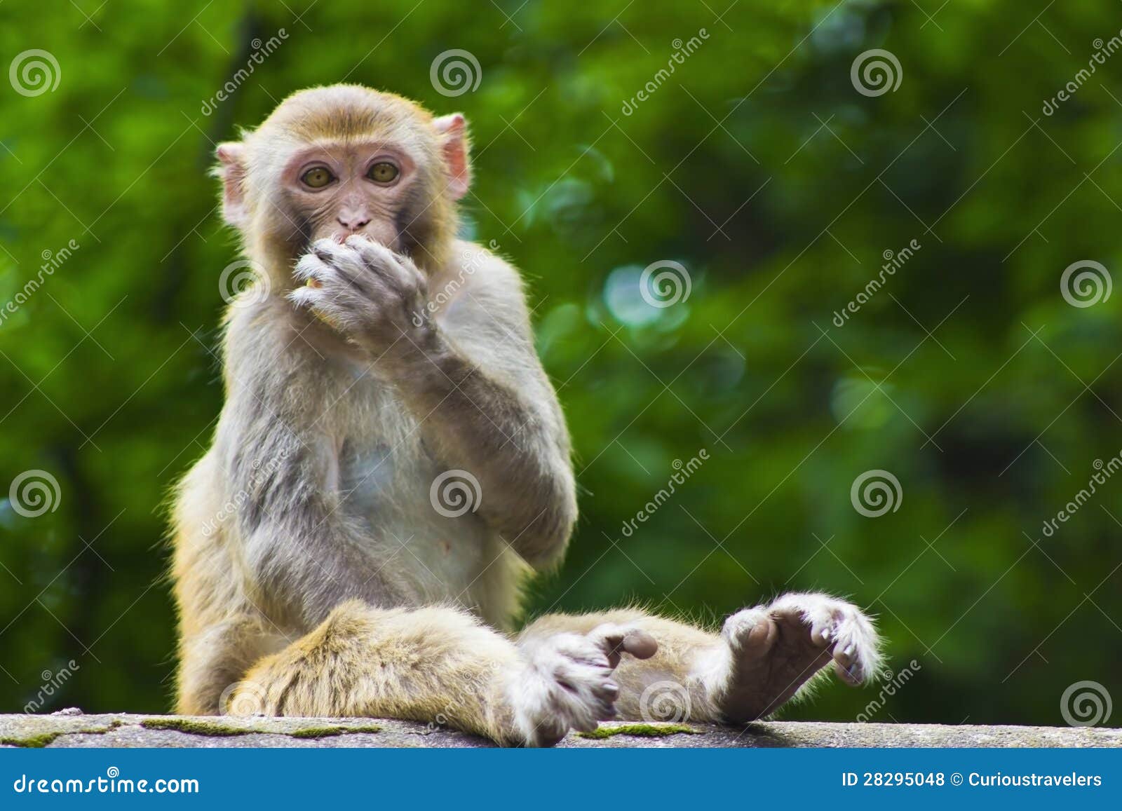 Wild Monkey Business, An Uninvited Guest At Breakfast Brunch In ...