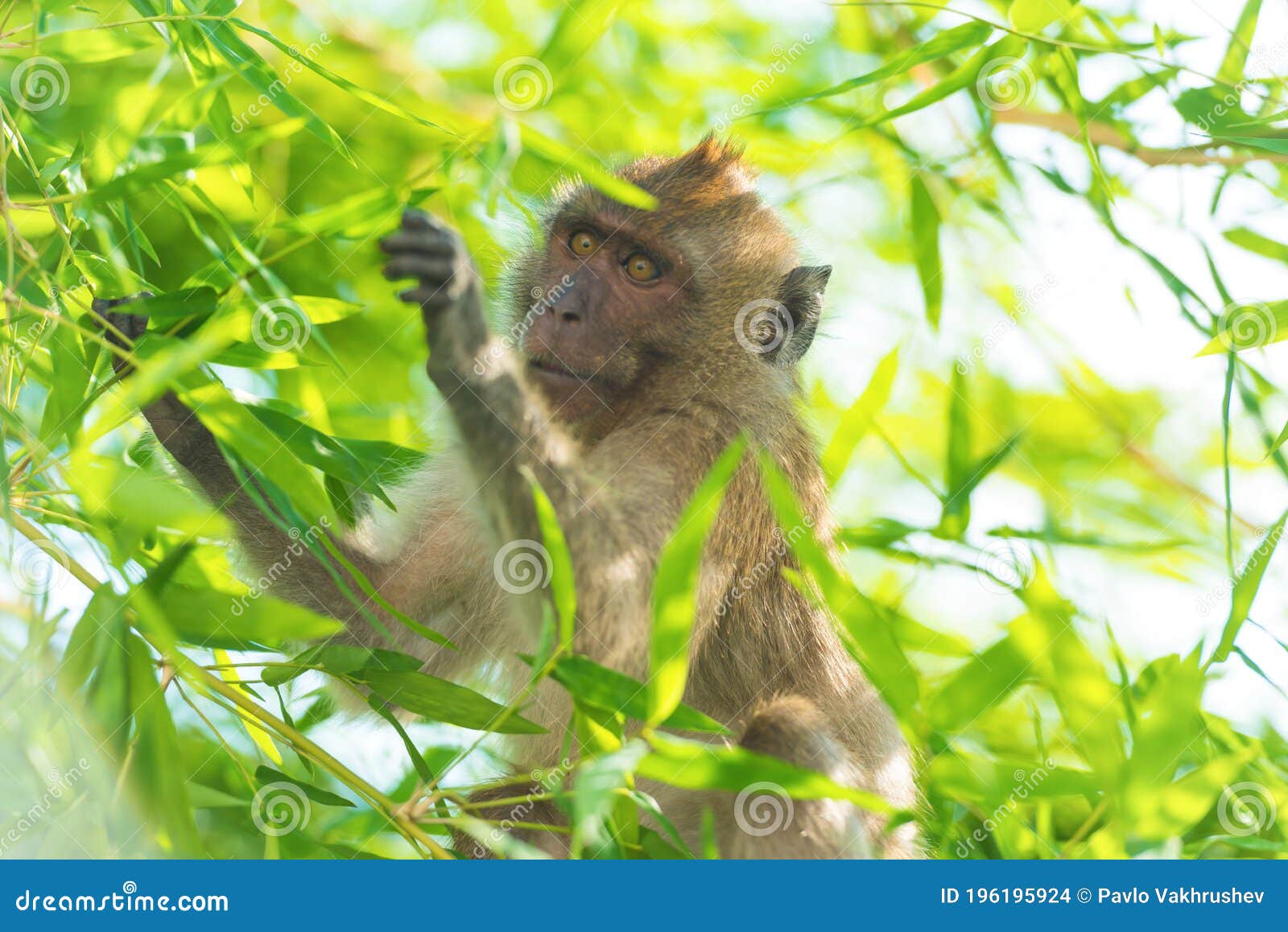 Wild Monkey Eating Green Leaves Stock Photo - Image of food, mammal ...