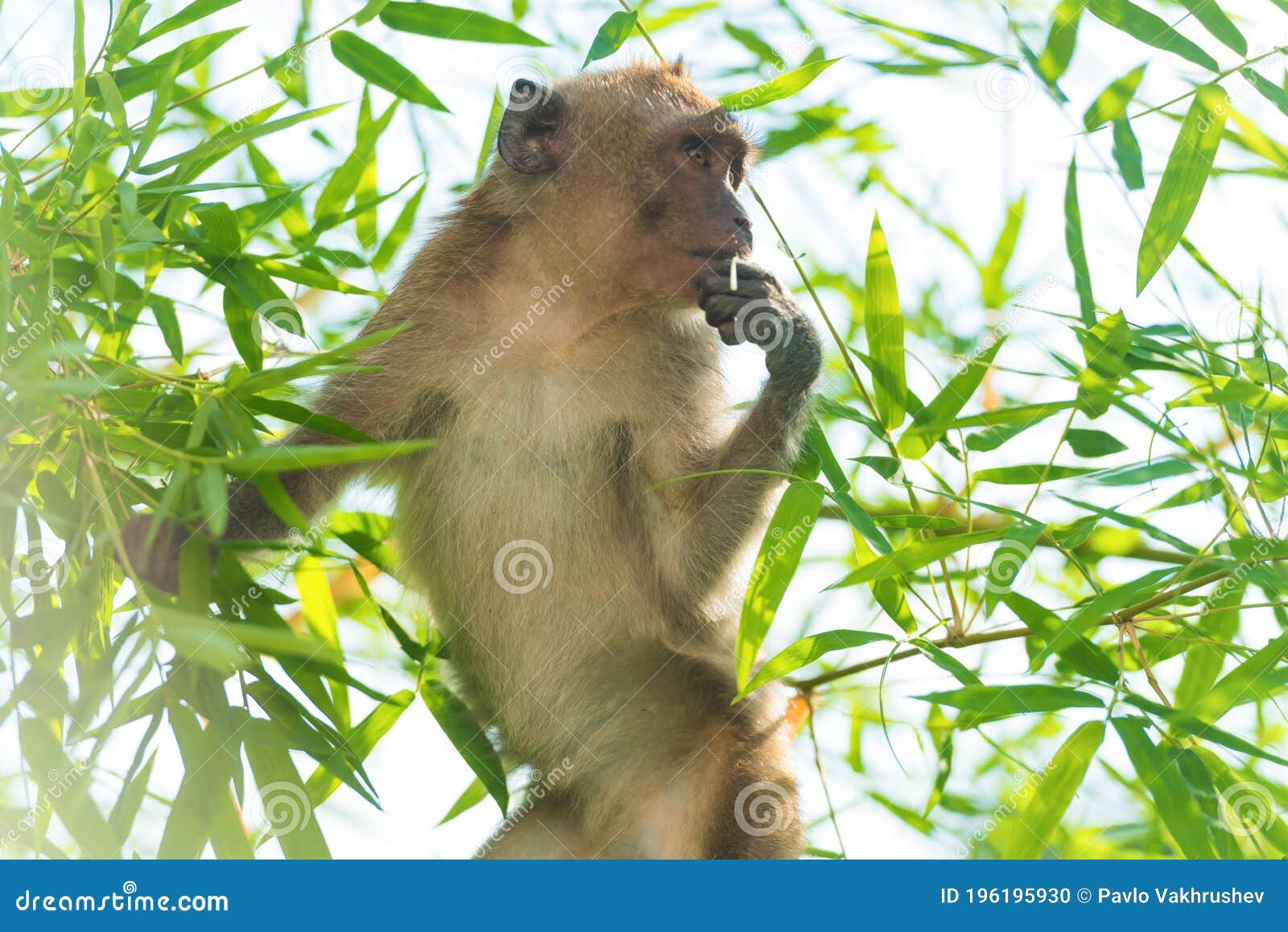 Wild Monkey Eating Green Leaves Stock Photo - Image of sitting, forest ...