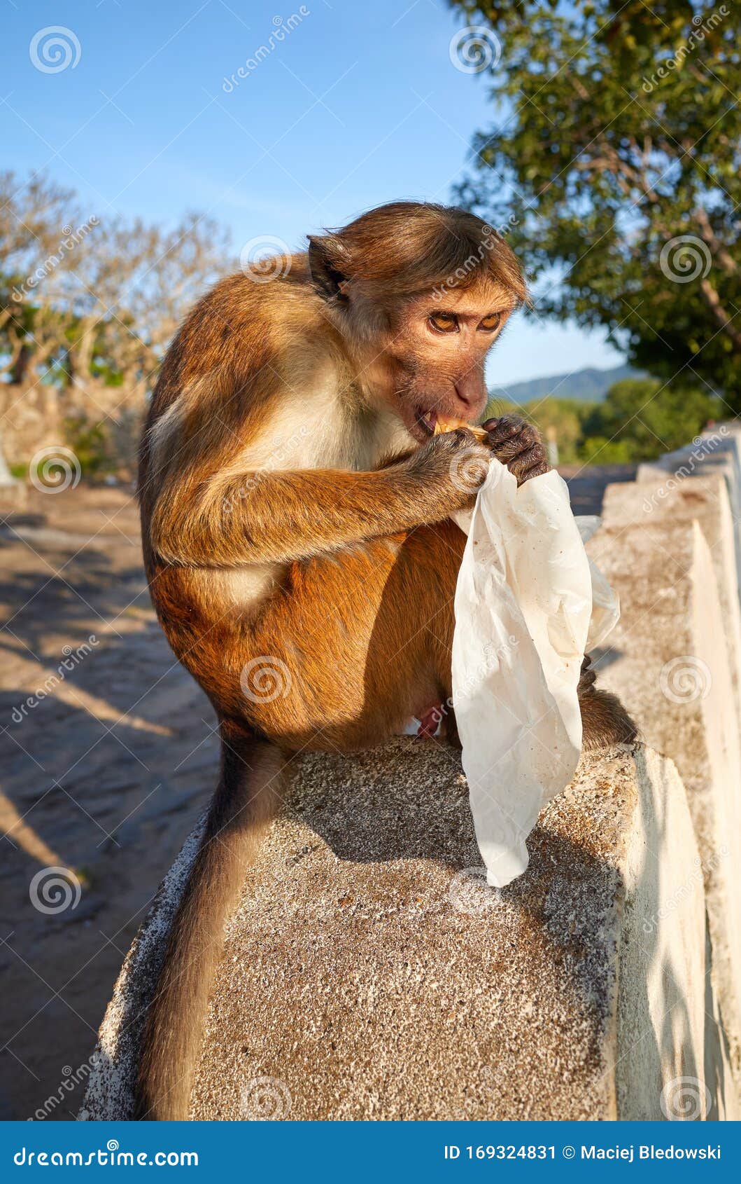 Wild Monkey Eats Food from Plastic Bag Stock Image - Image of danger ...