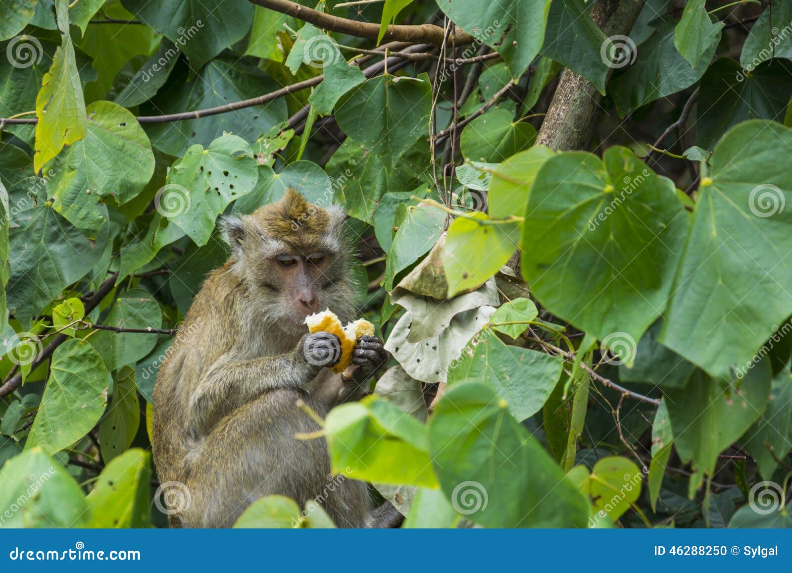 Wild Monkey Enjoying a Piece of Bread Stock Photo - Image of travel ...