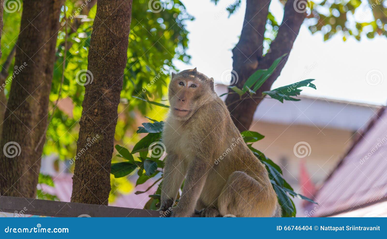 Wild Monkey among the Half Construction Half Natural and Behave ...