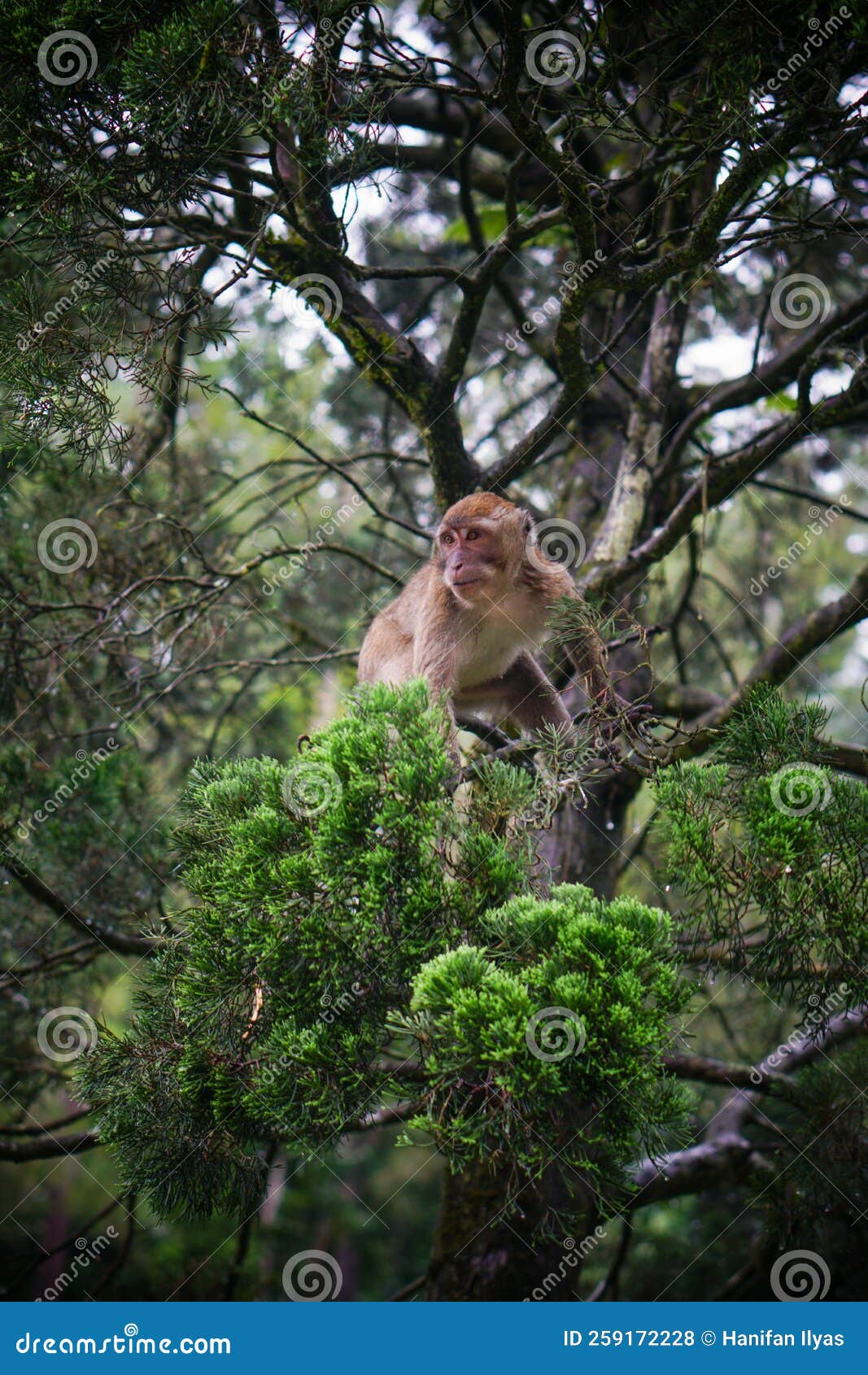 A Wild Monkey Hanging on a Tree Stock Photo - Image of flower, branch ...