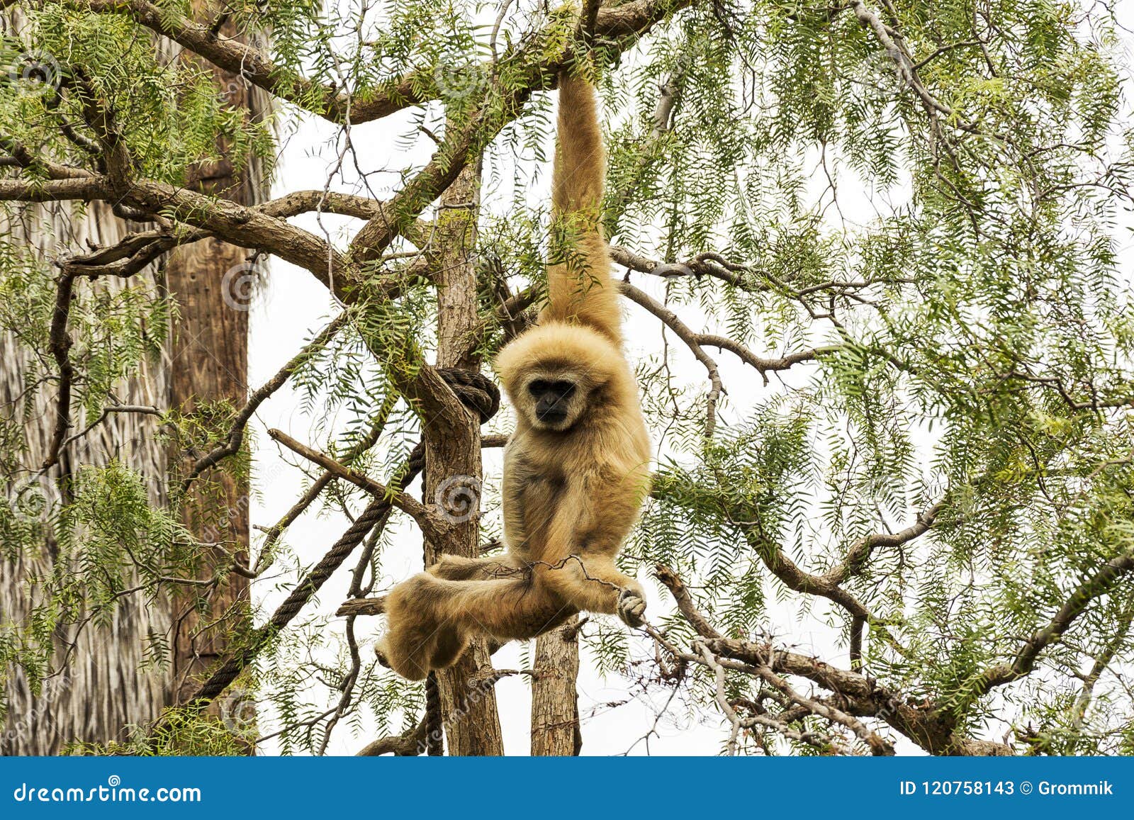A Wild Monkey Hangs on a Tree Branch. Stock Image - Image of monkey ...