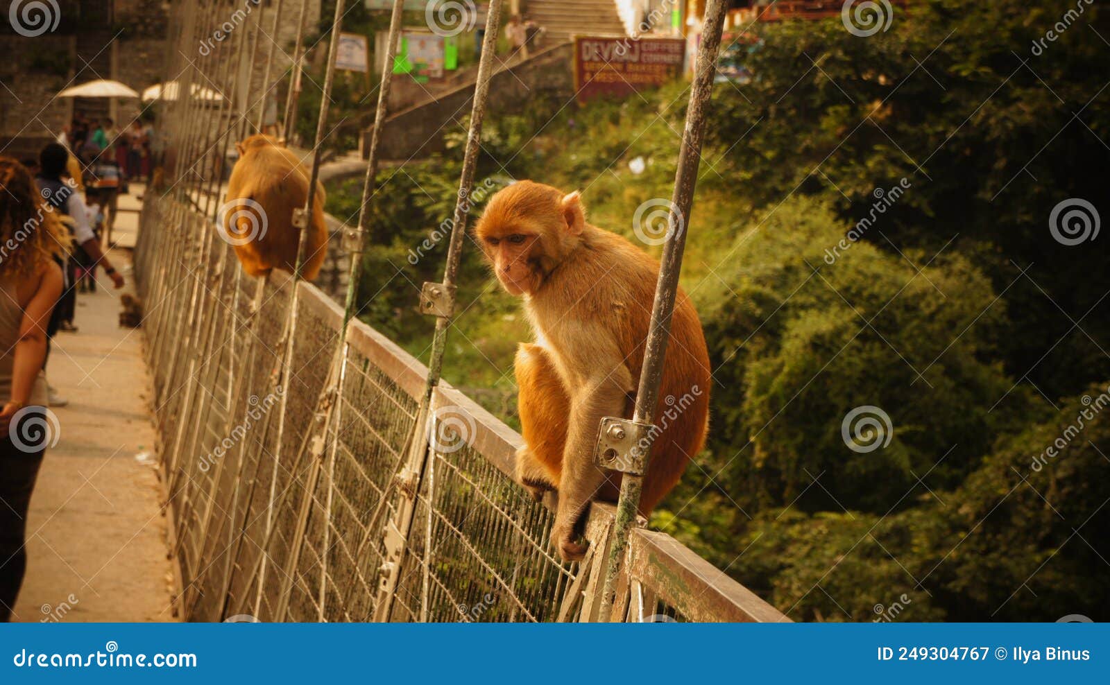 Wild monkey in Indian city stock image. Image of india - 249304767