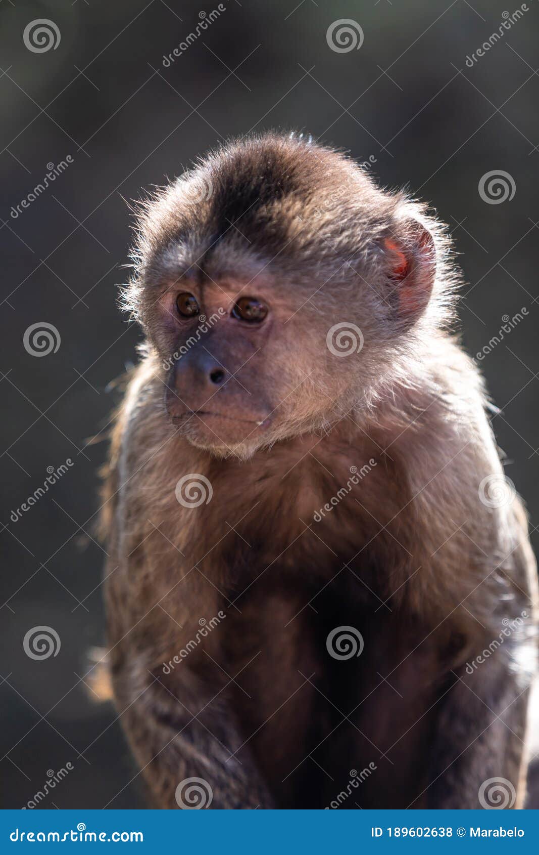 Wild Monkey in the Jungle. South Africa Stock Photo - Image of park ...