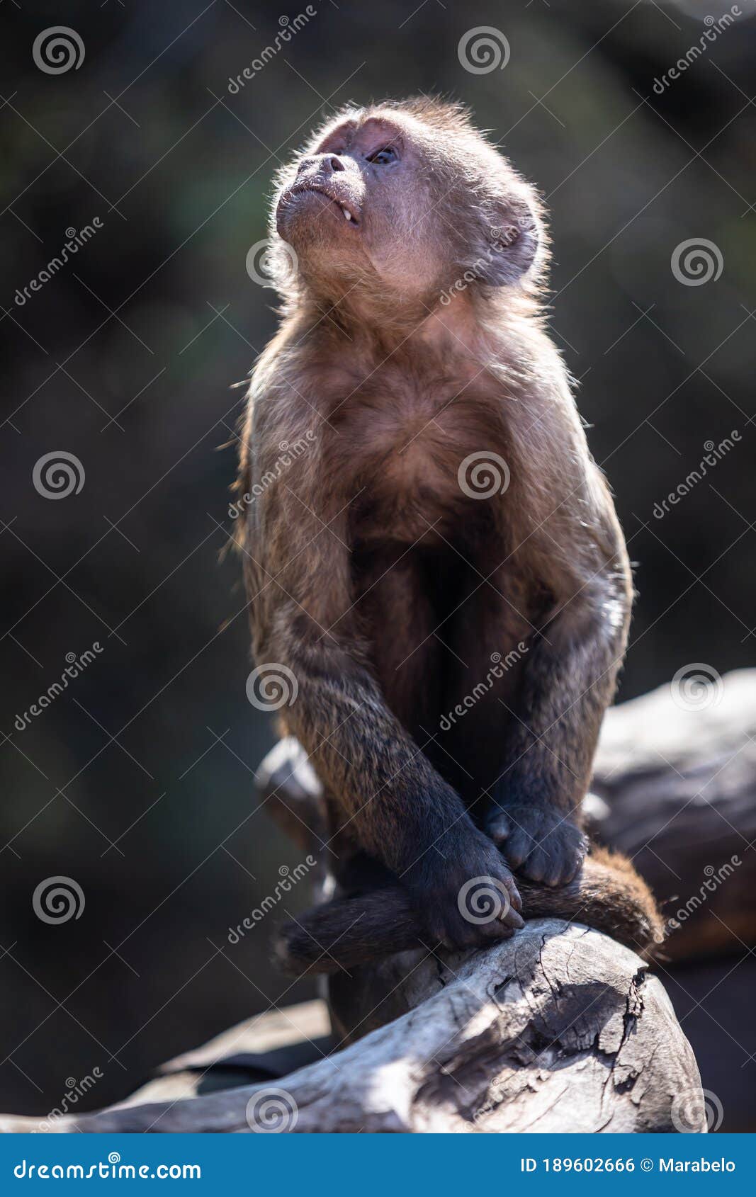 Wild Monkey in the Jungle. South Africa Stock Photo - Image of apella ...