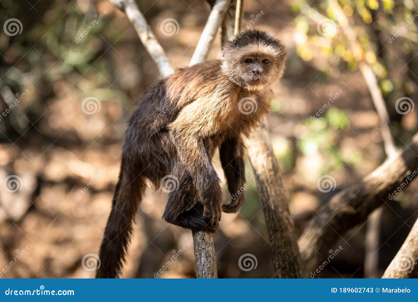 Wild Monkey in the Jungle. South Africa Stock Image - Image of portrait ...