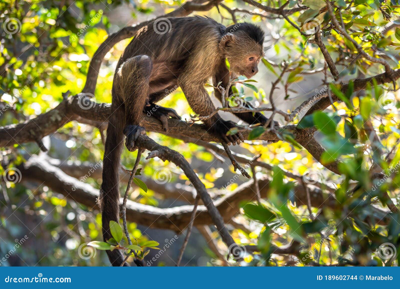 Wild Monkey in the Jungle. South Africa Stock Photo - Image of monkey ...