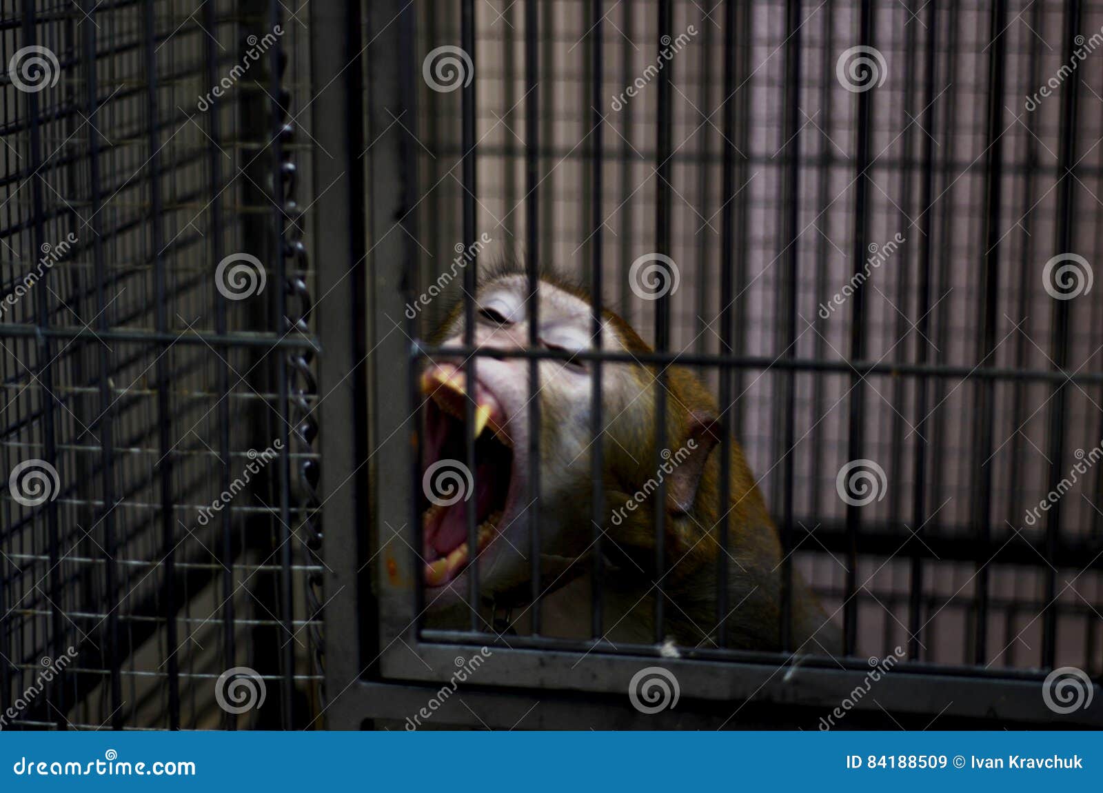 Wild Monkey Locked in a Cage Stock Image - Image of monkeys, grocery ...