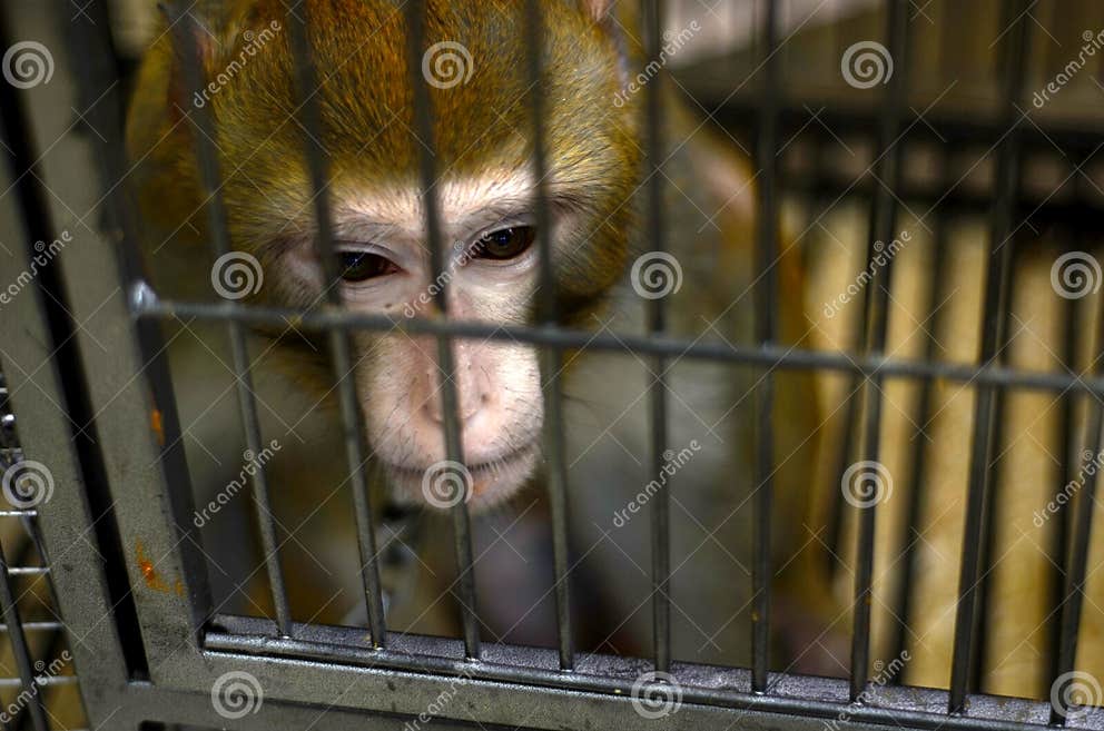 Wild Monkey Locked in a Cage Stock Image - Image of contact, habitat ...