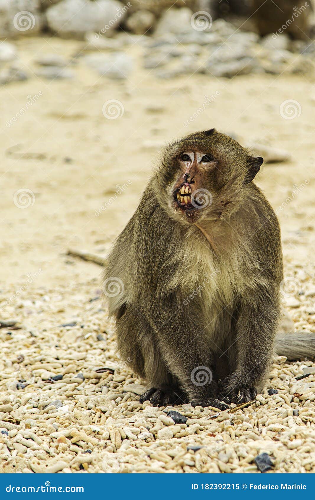 Wild Monkey Looking at the Camera Stock Image - Image of jungle, nature ...