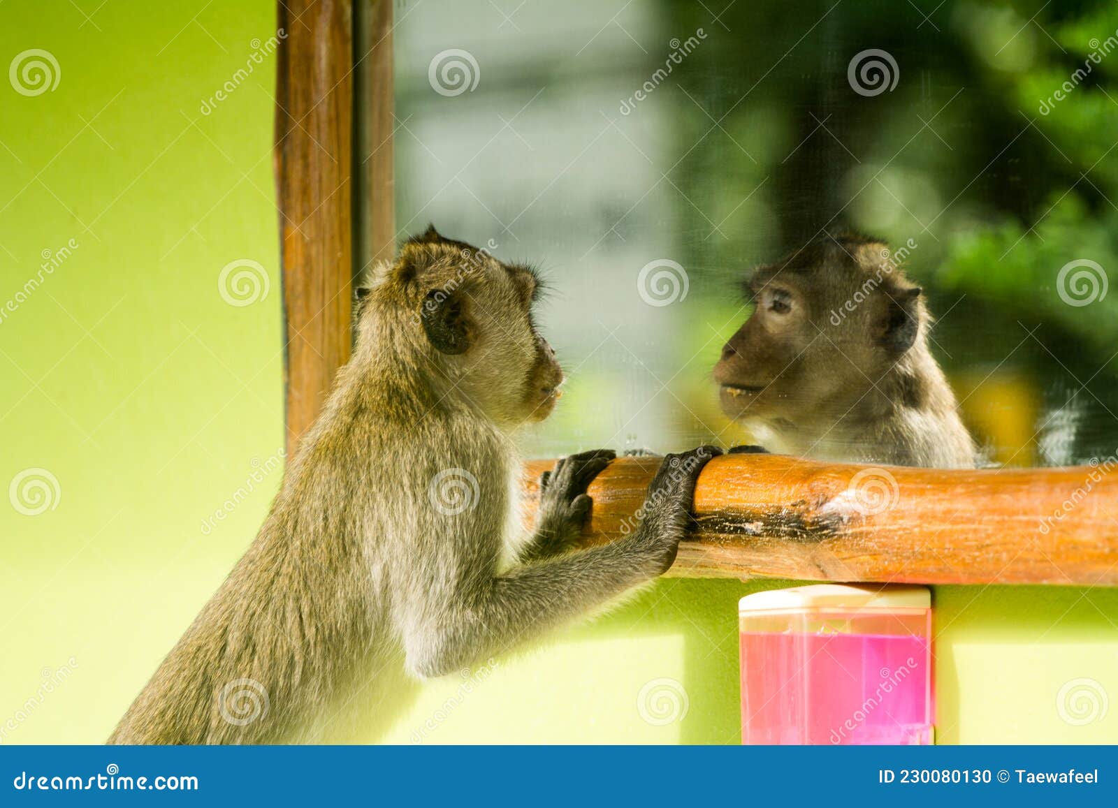 Wild Monkey Looks in the Glass, Mirror Wonder Monkey Stock Photo ...