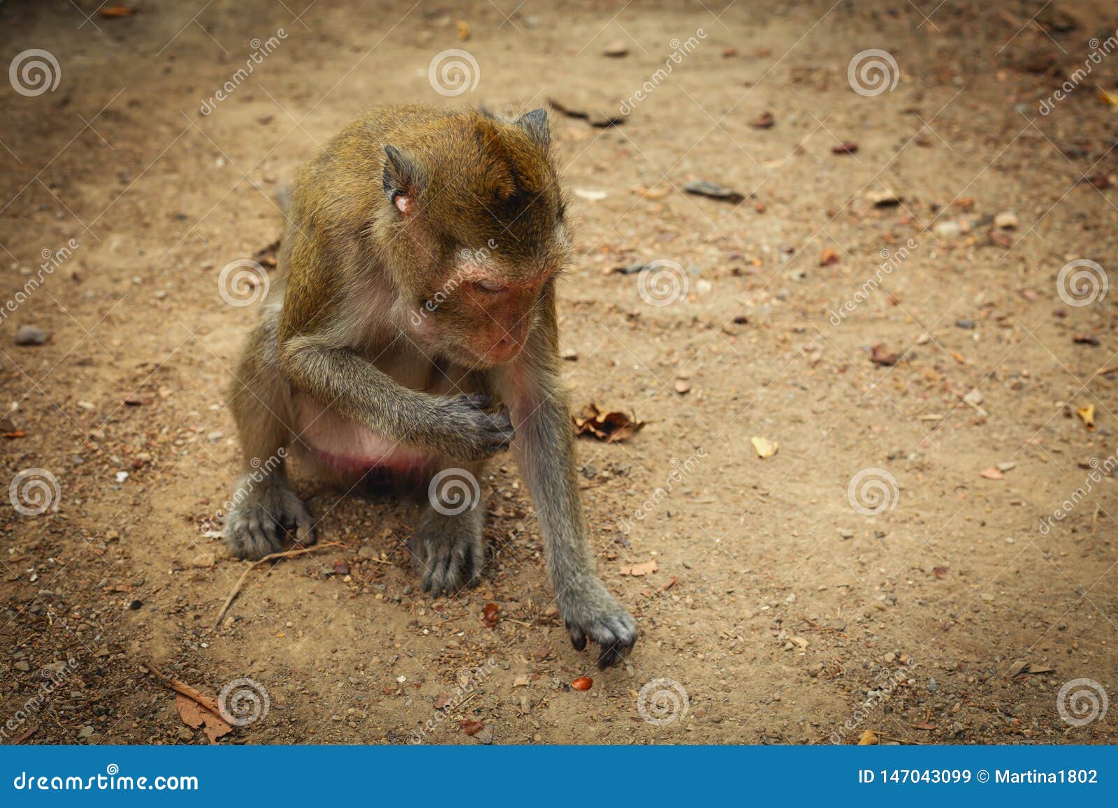 Monkey on dusty roadside stock image. Image of roadside - 147043099