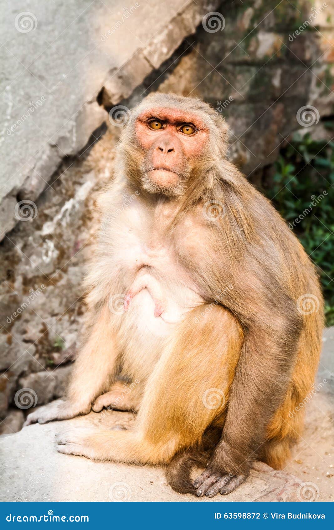 Wild Monkey Near the Brick Wall Stock Photo - Image of hairy, monkey ...