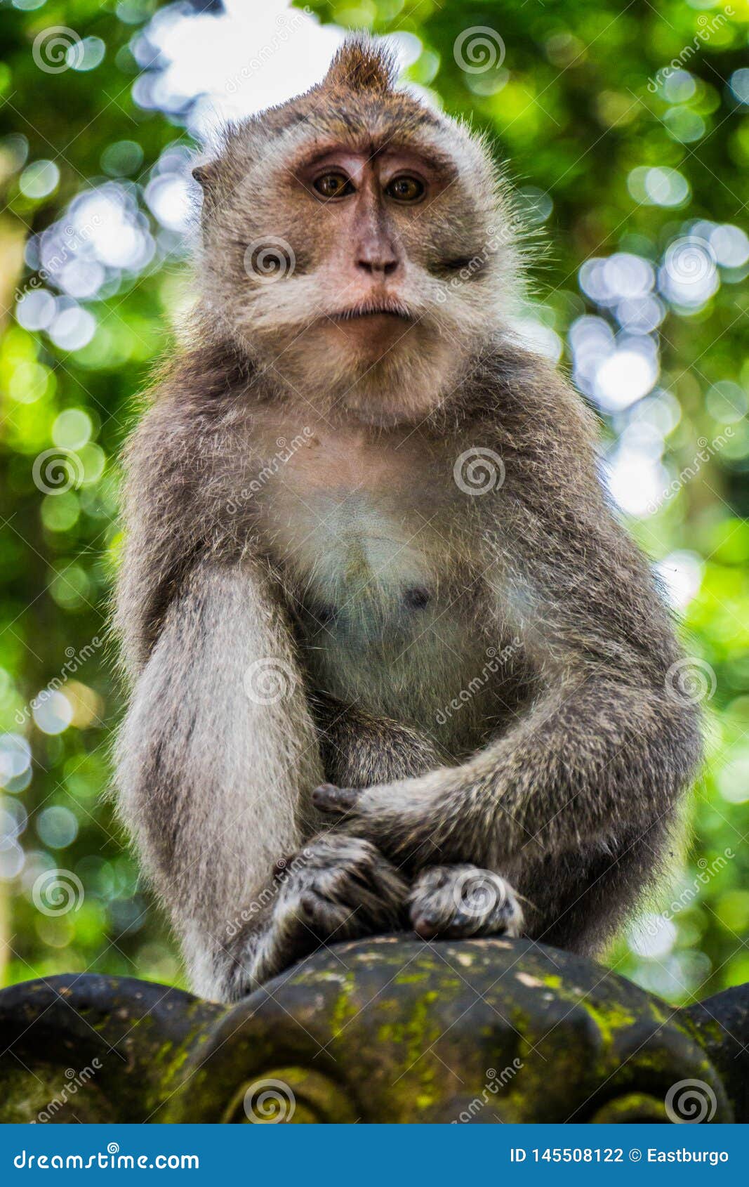 A Wild Monkey Perched on a Statue Stock Photo - Image of cute, mammals ...