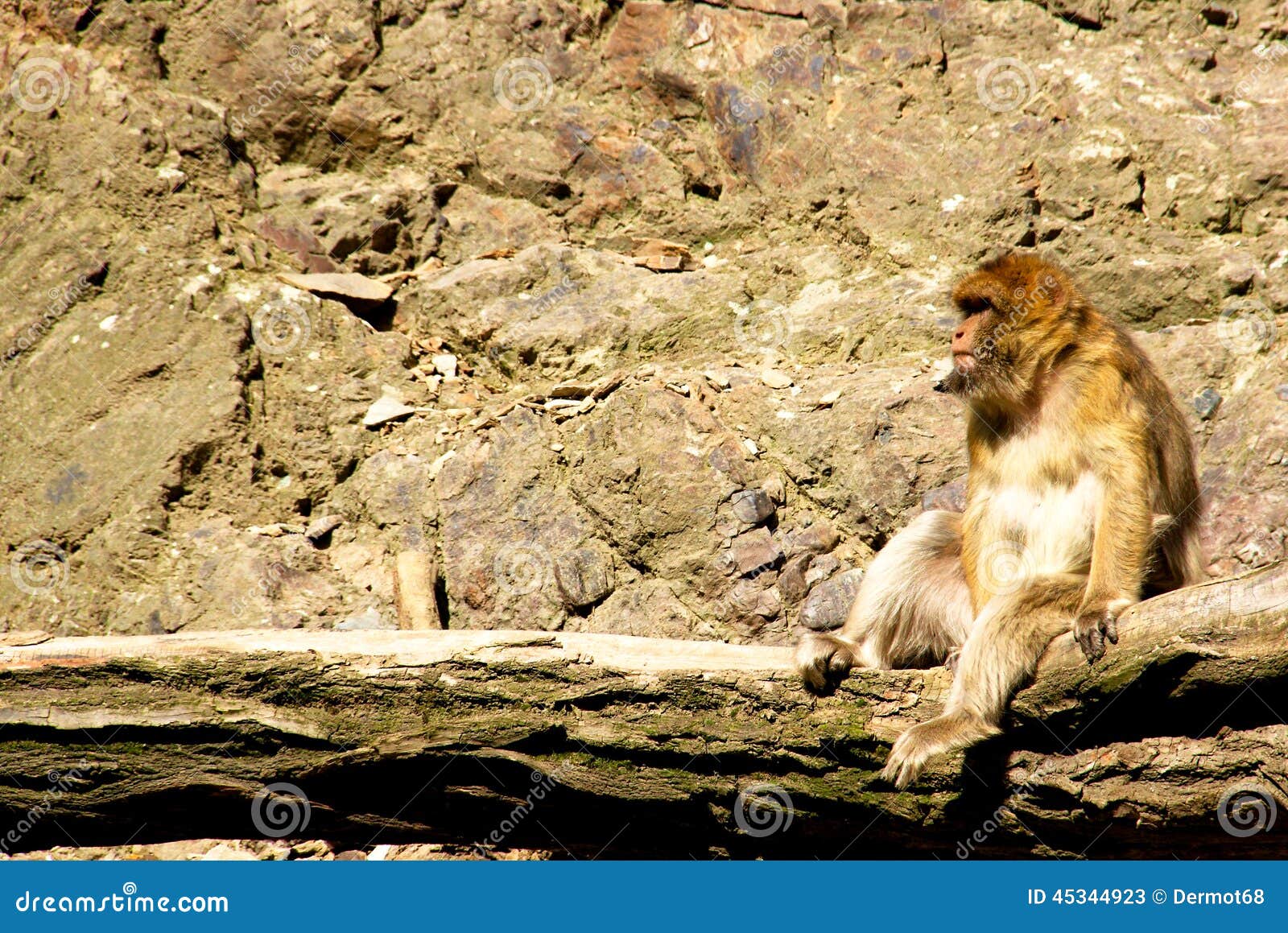 Wild monkey stock image. Image of wood, hills, detail - 45344923