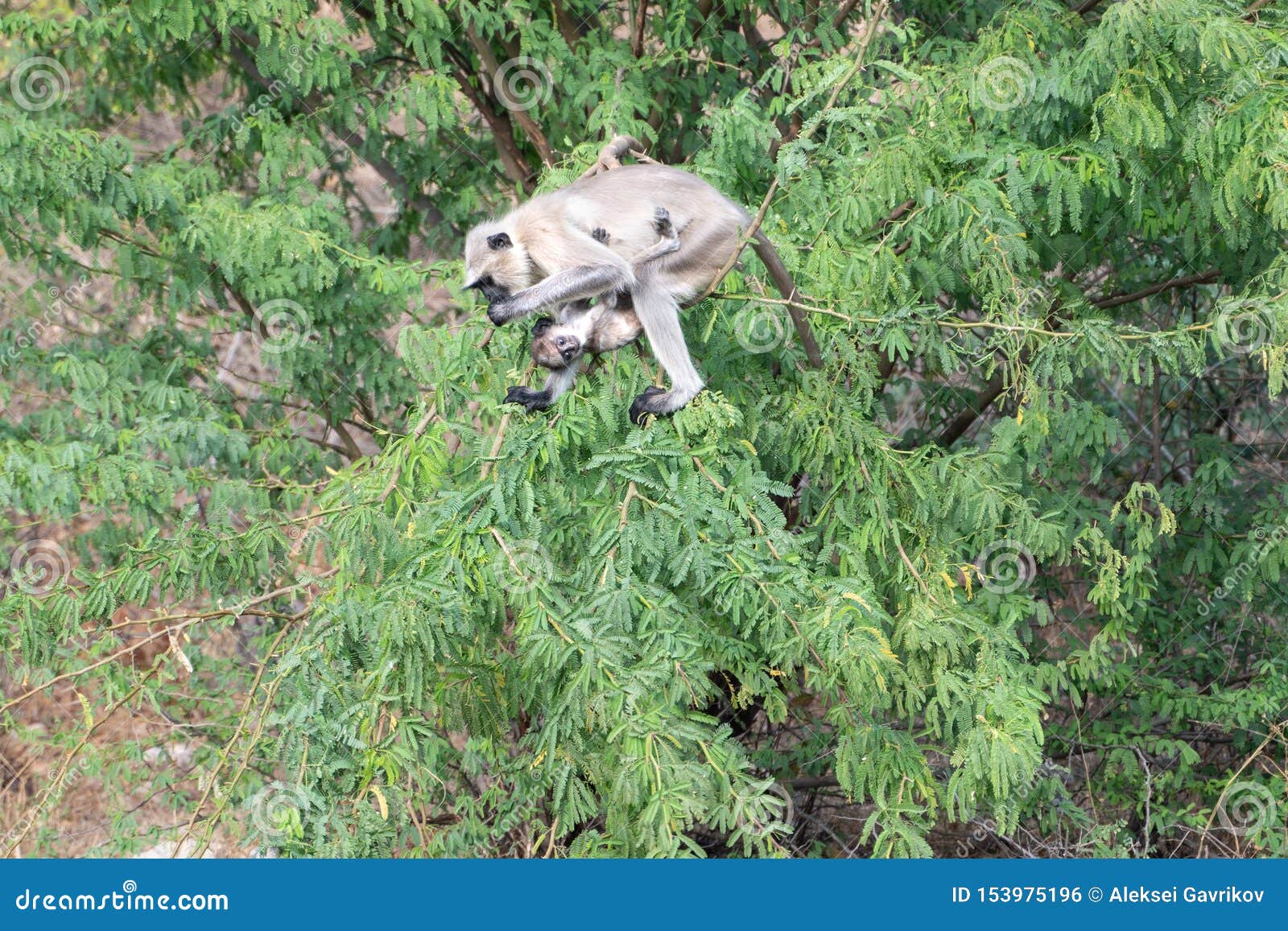 The Wild Monkey on Ranakpur Dam Stock Photo - Image of mammal, funny ...