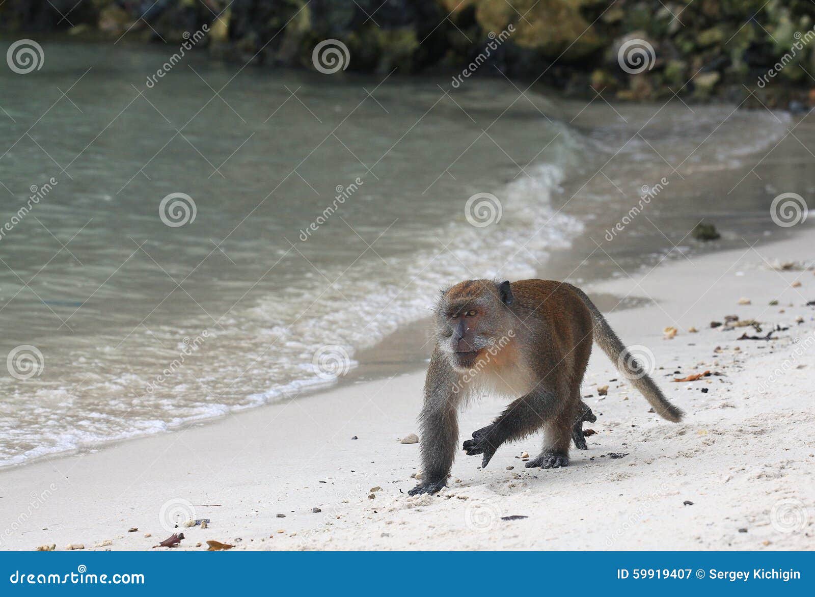 Wild monkey runs at beach stock image. Image of forest - 59919407