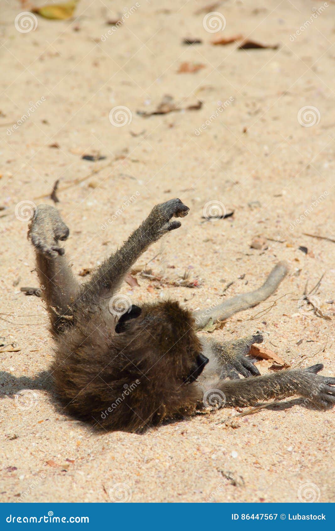 Wild monkey on sand stock image. Image of coast, play - 86447567