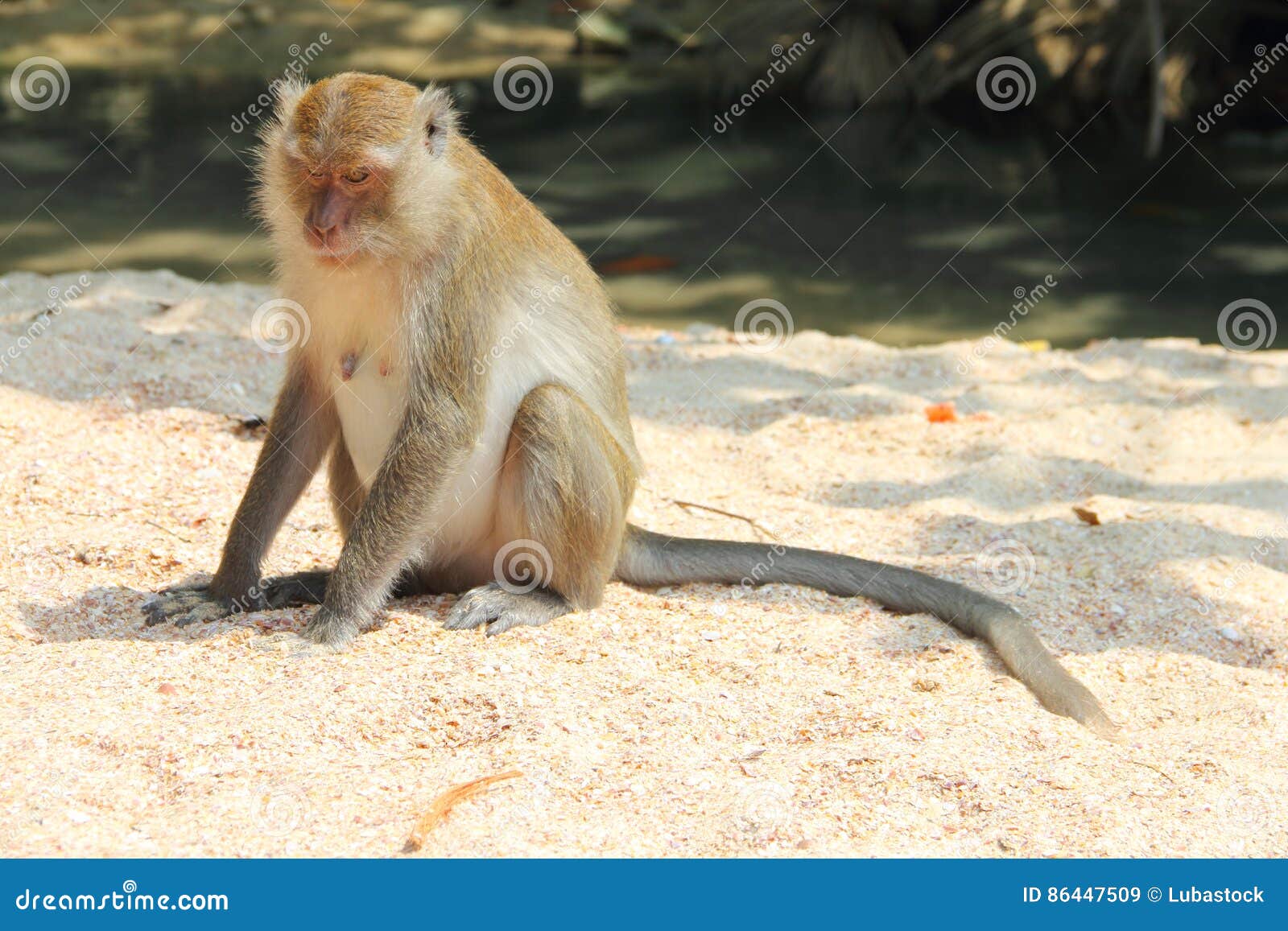 Wild monkey on sand stock image. Image of monkey, beach - 86447509
