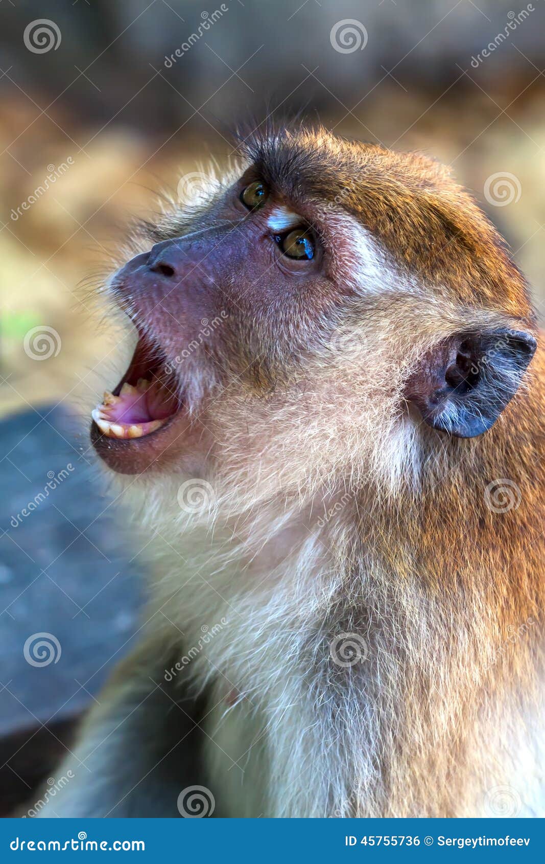 The Wild Monkey Shows Teeth Stock Photo - Image of hair, open: 45755736