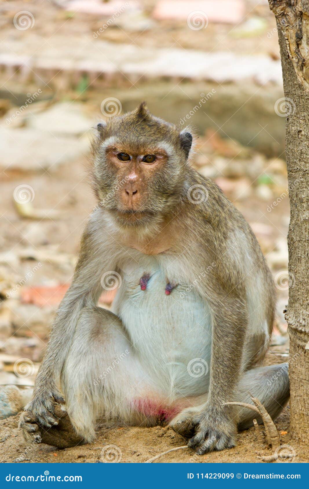 Monkey Sit and Staring at the Camera Stock Image - Image of calm ...