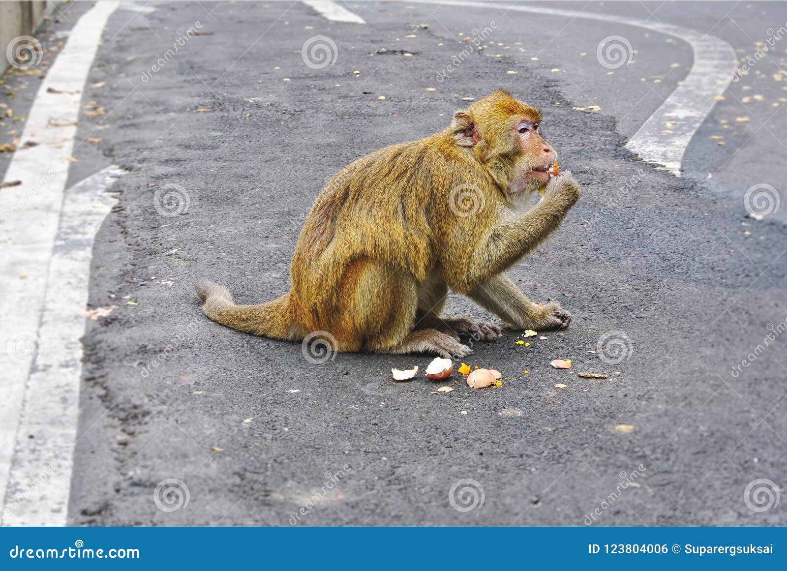 Wild Monkey Eating Boiled Eggs on the Road Stock Photo - Image of ...