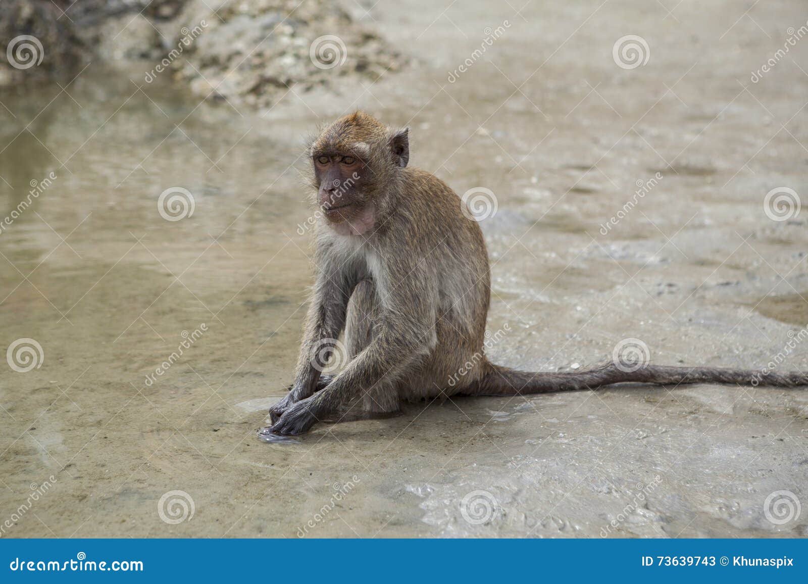 Wild Monkey Sitting on Sea Beach and Feeding Stock Image - Image of ...