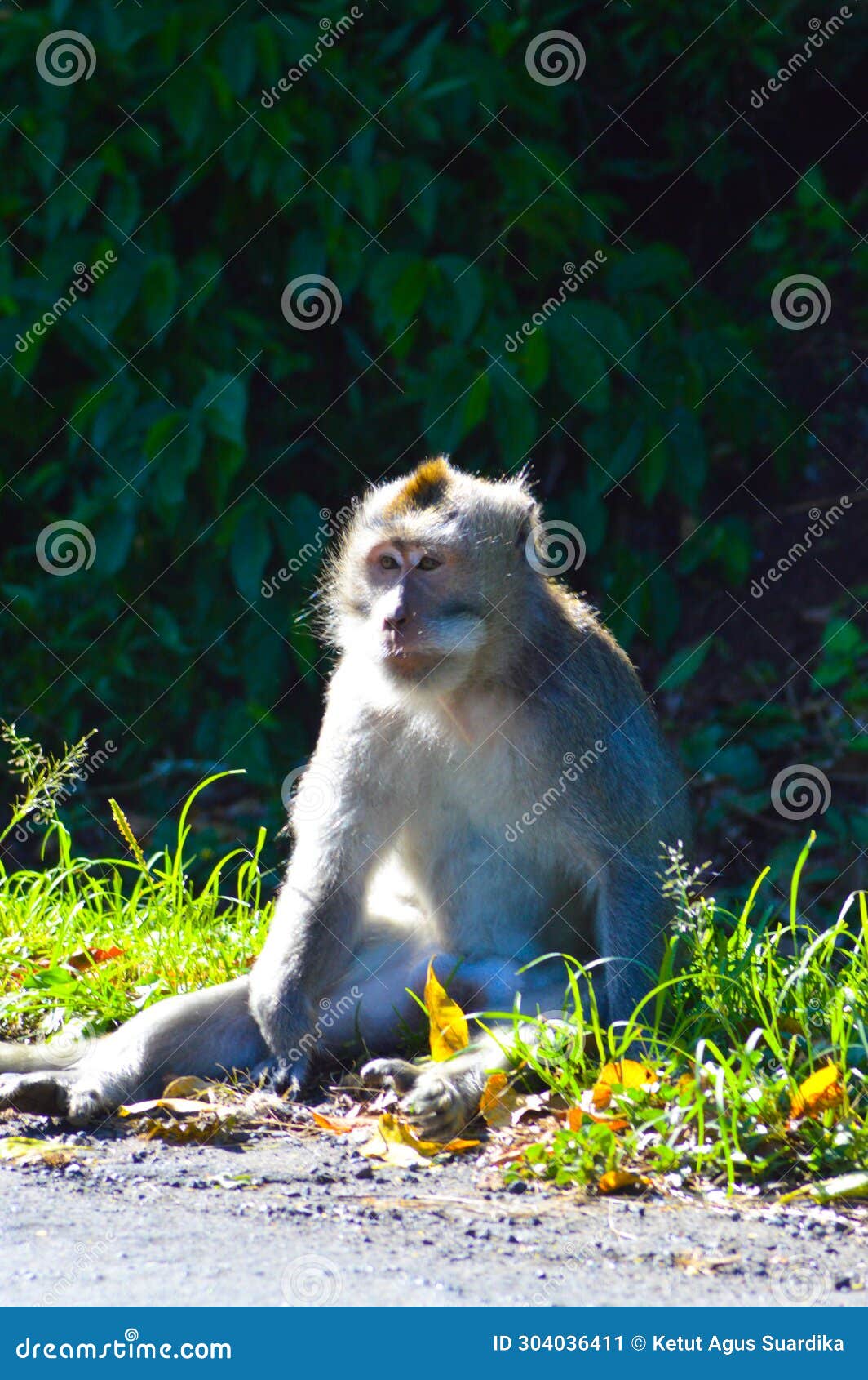 Wild Monkey Sitting in Sunbathing Pose, with Legs Stretched Out and ...