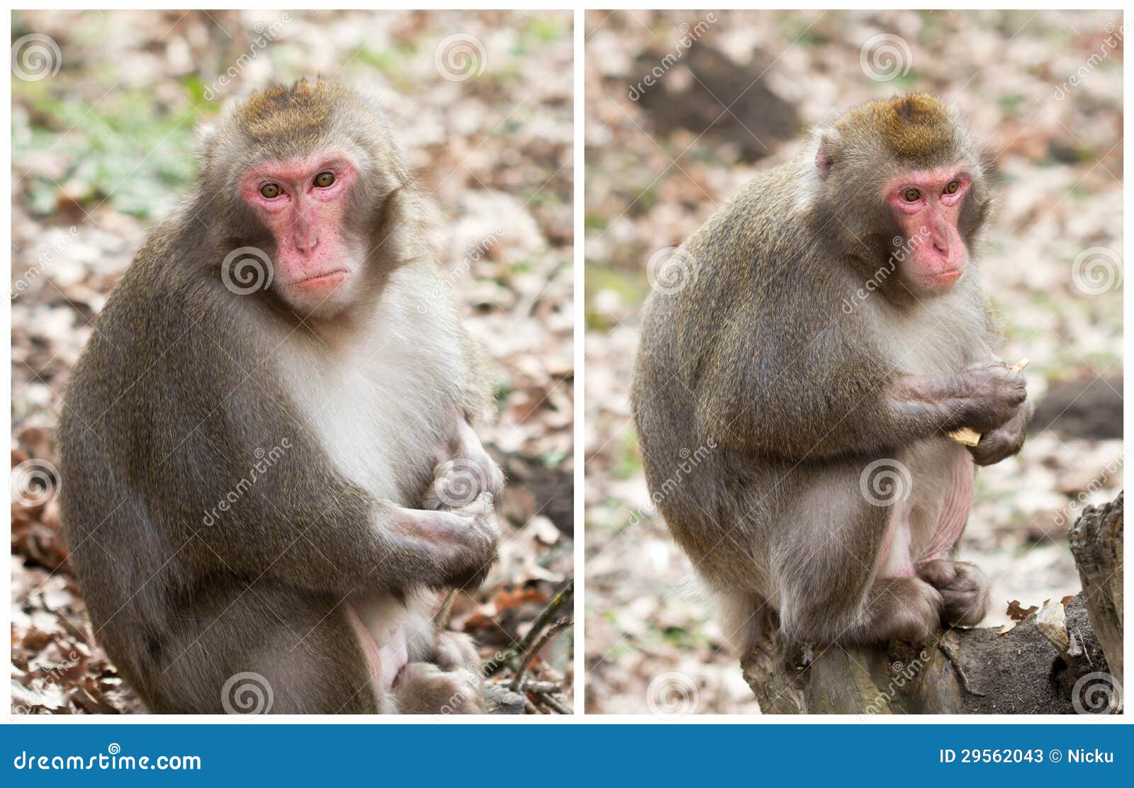 Wild monkey standing stock image. Image of posture, vertical - 29562043